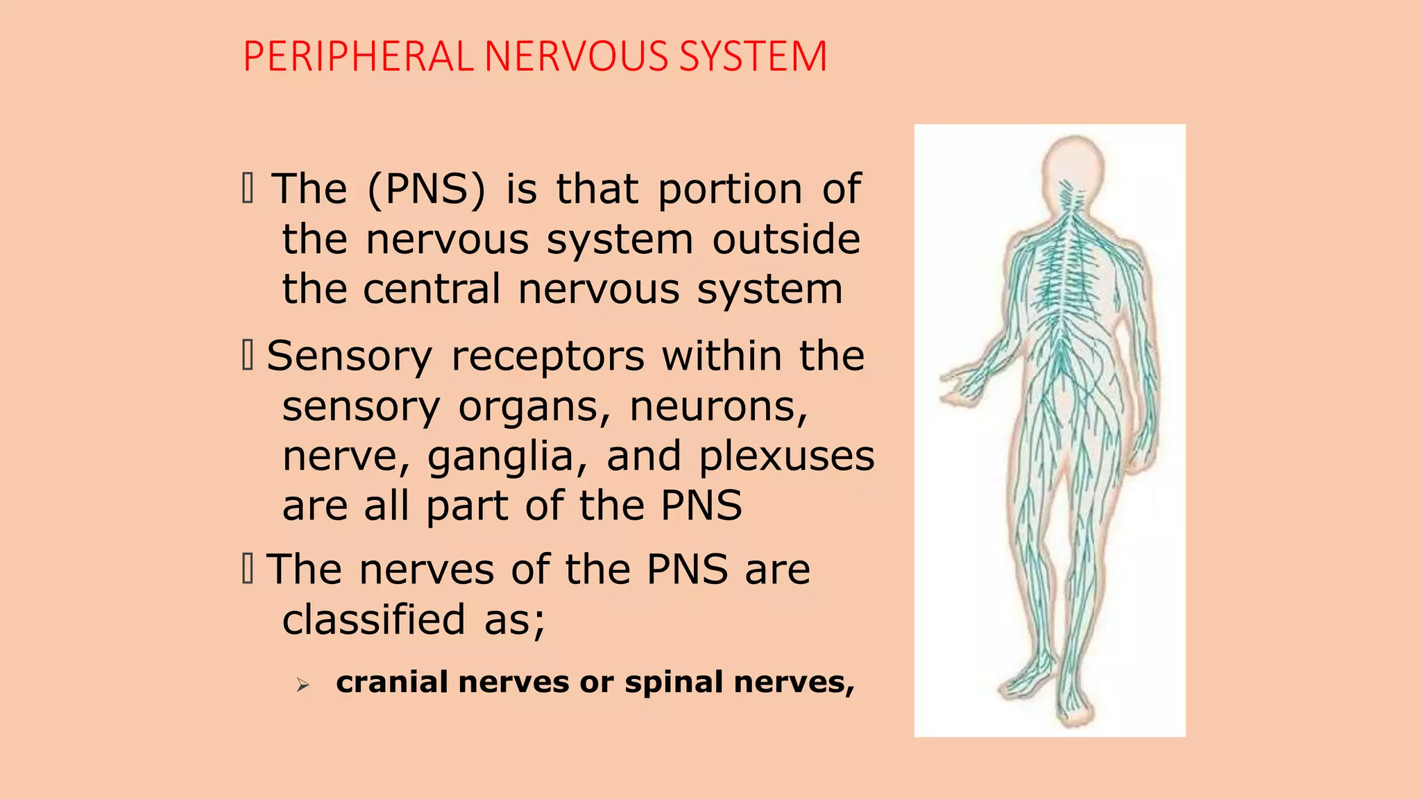 PERIFERAL NERVOUS SYSTEM.pptx