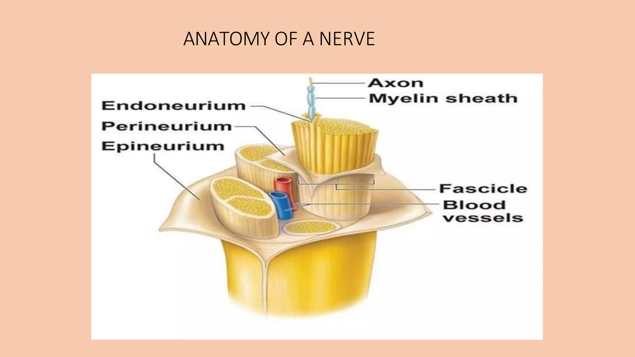 PERIFERAL NERVOUS SYSTEM.pptx