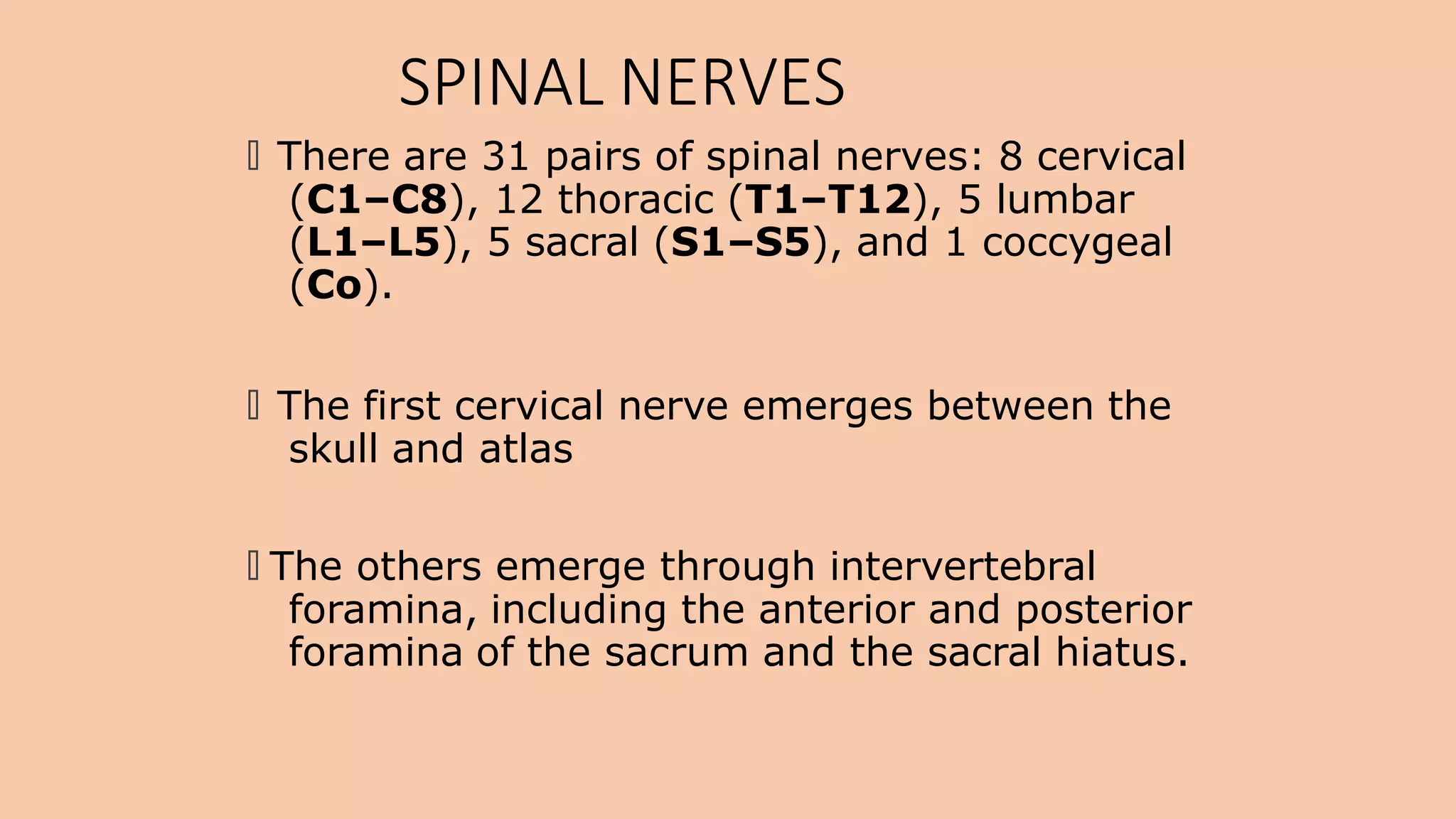 PERIFERAL NERVOUS SYSTEM.pptx