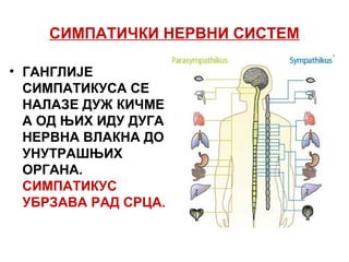 Periferni i vegetativni nervni sistem | PPT