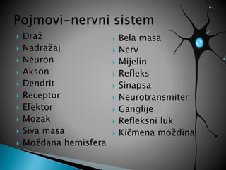 Periferni nervni sistem | PPTX