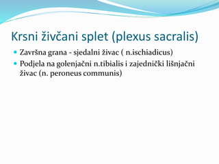 Periferni nervni sistem | PPTX