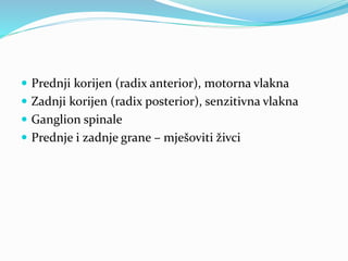 Periferni nervni sistem | PPT