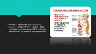 Периферни нервни систем | PPT