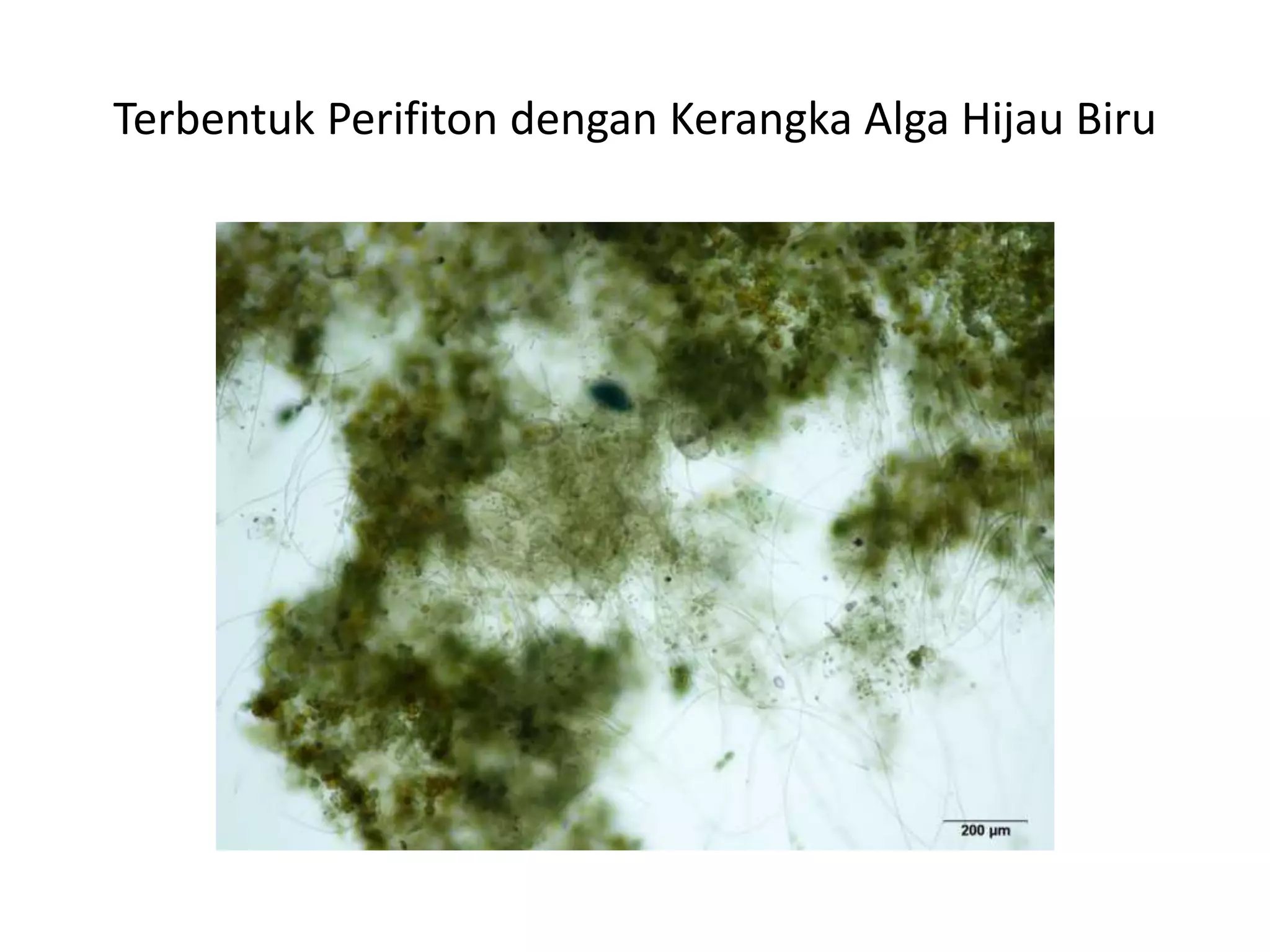 Perifiton booster dan udang | PPTX