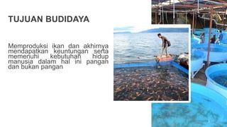 Perikanan Budidaya.pptx