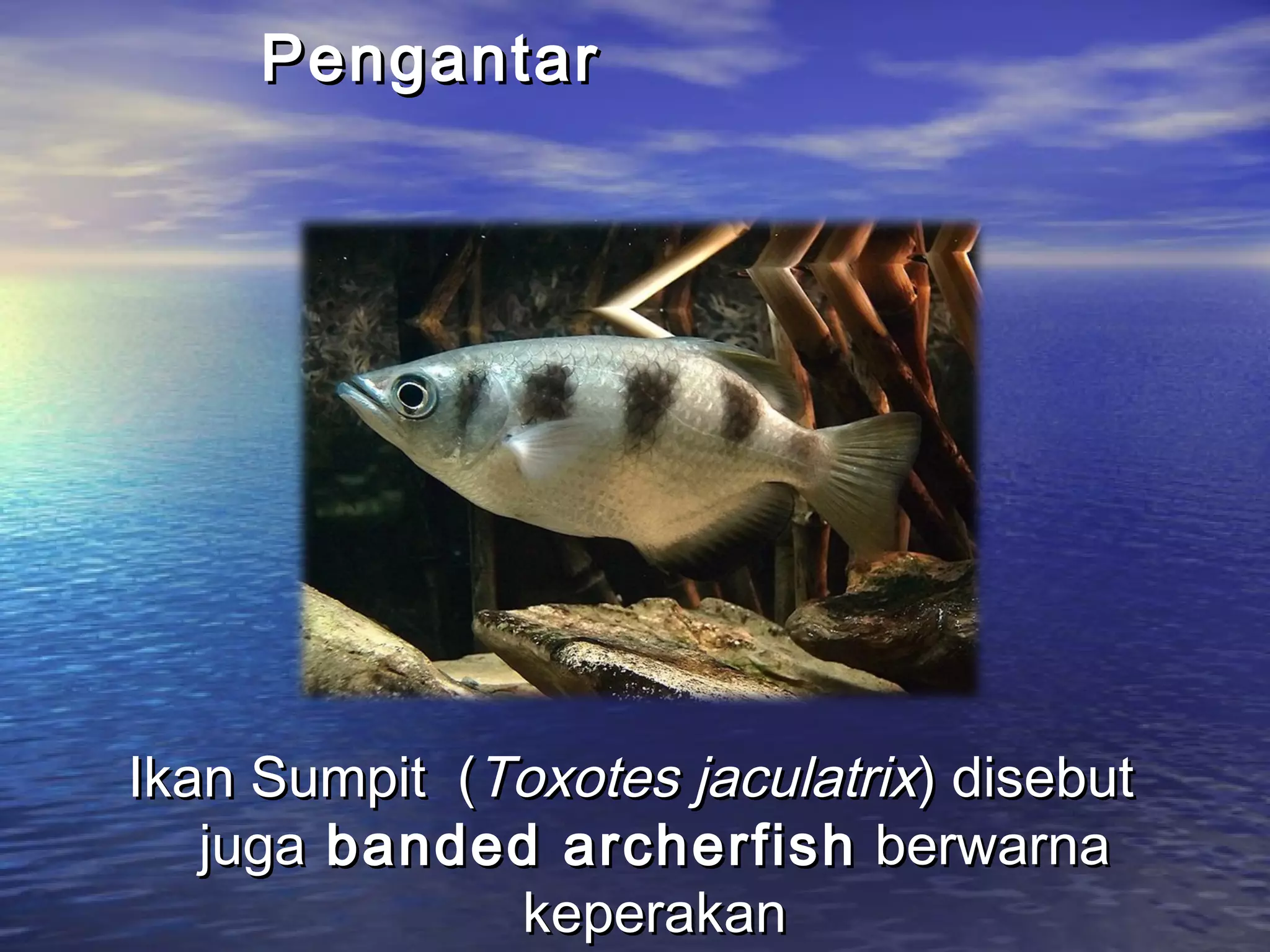 Perilaku makan ikan sumpit | PPT