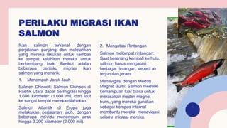 PERILAKU MIGRASI DAN KOMUNIKASI HEWAN.pptx