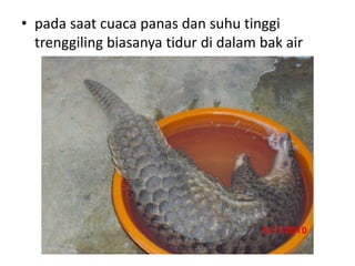 Perilaku trenggiling (manis javanica | PPTX