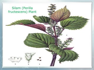 Perilla a useful crops | PPT