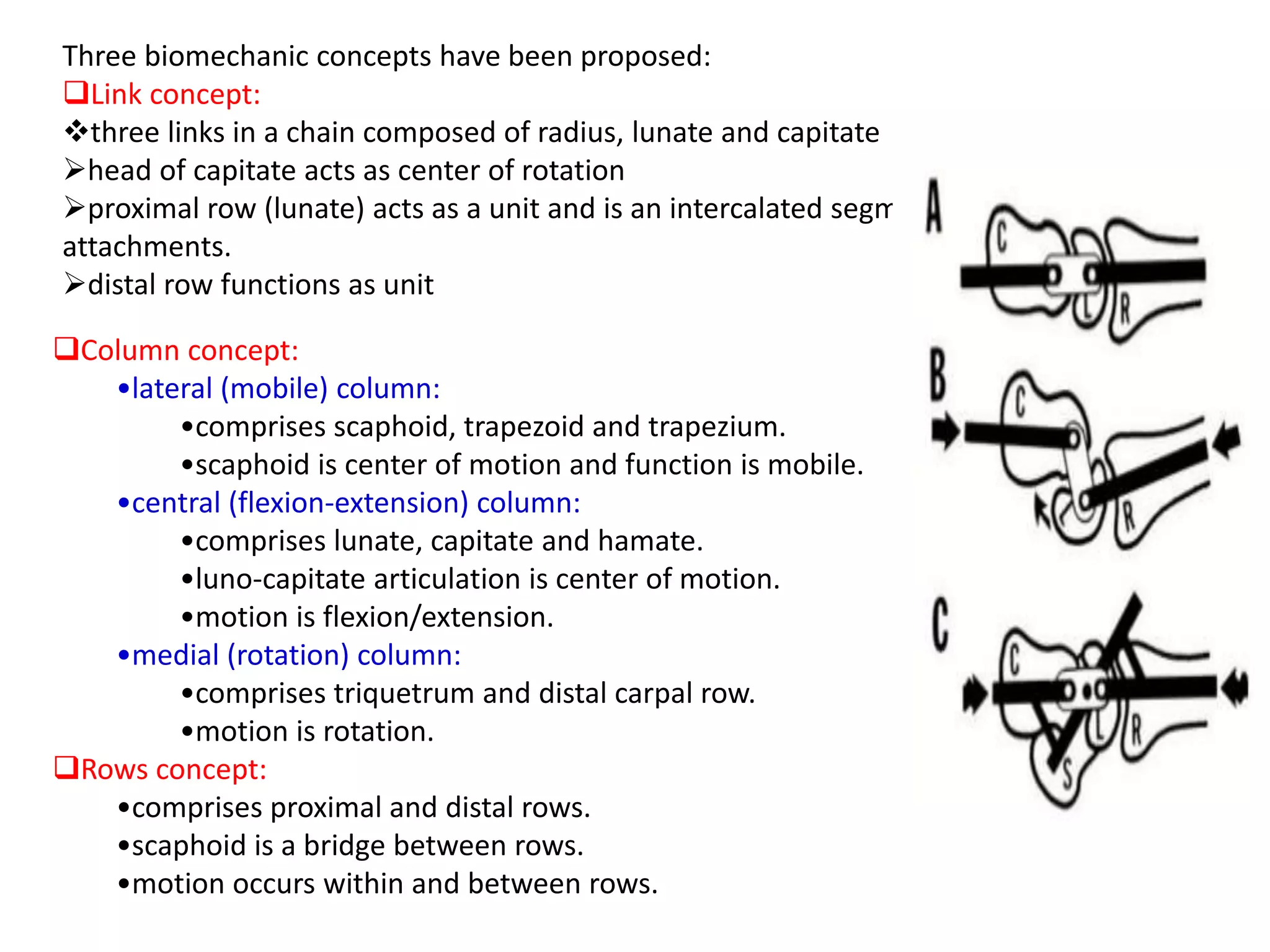 Lunate Fracture & Perilunate dislocation of carpals by Dr.@rpan ...