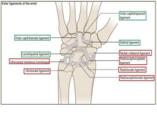 Lunate Fracture & Perilunate dislocation of carpals by Dr.@rpan ...