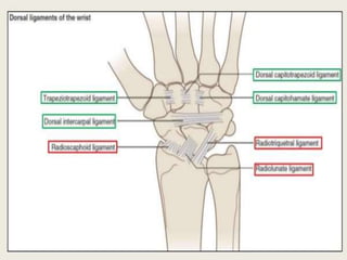 Lunate Fracture & Perilunate dislocation of carpals by Dr.@rpan ...