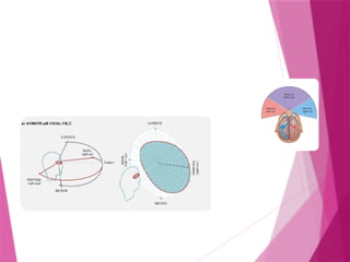 perimetry , it's types, clinical features, treatment.pptx