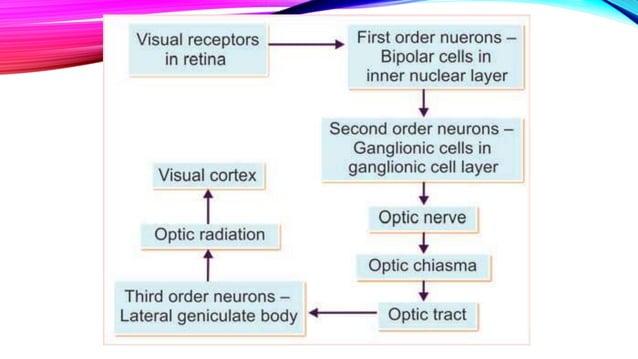 Perimetry & Effects of lesions at different levels of VISUAL PATHWAY ...
