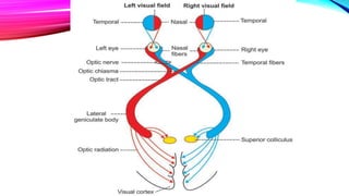 Perimetry & Effects of lesions at different levels of VISUAL PATHWAY ...
