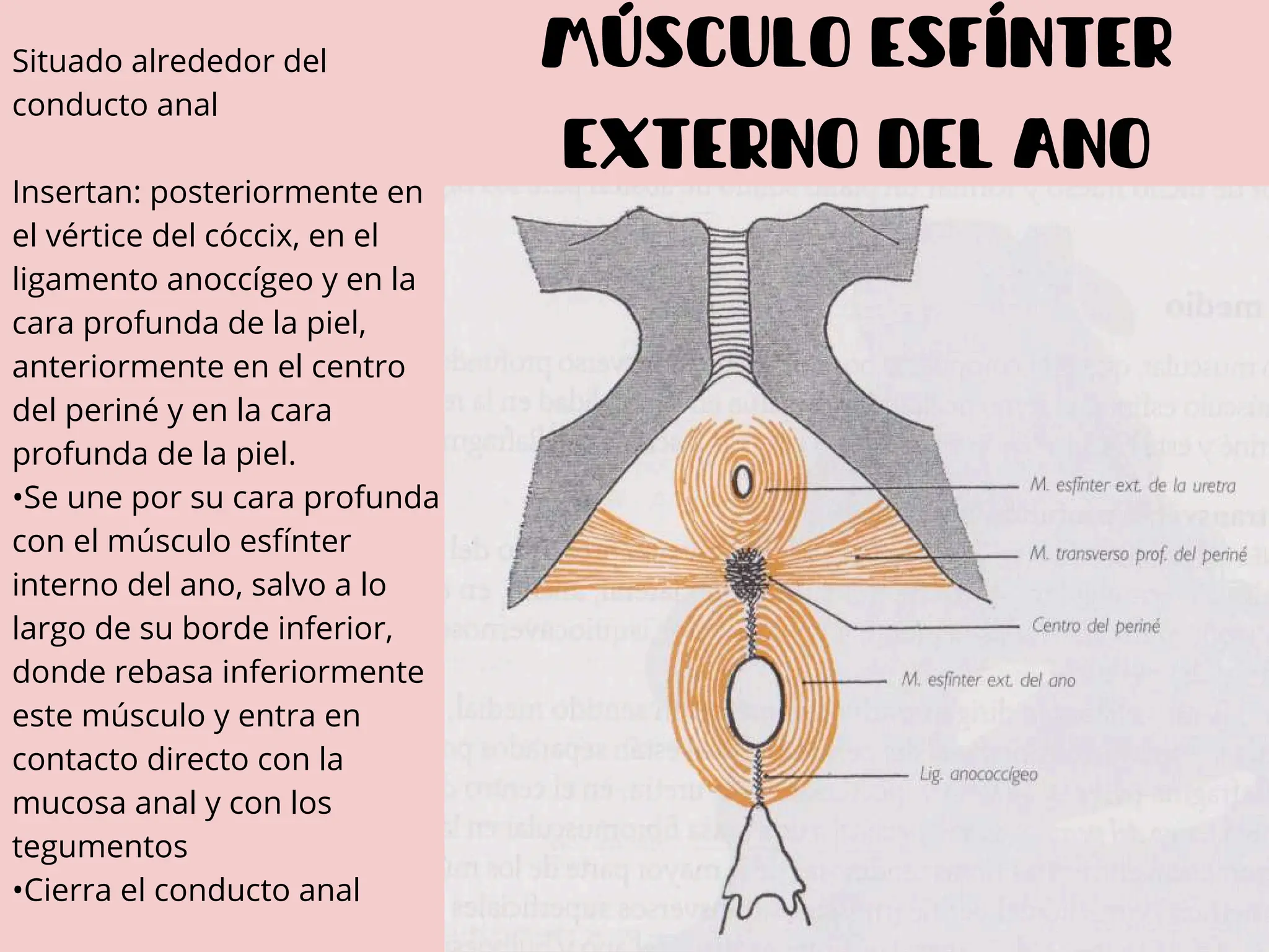 periné masculino 130909174450-.pdf.pdfpds | PDF