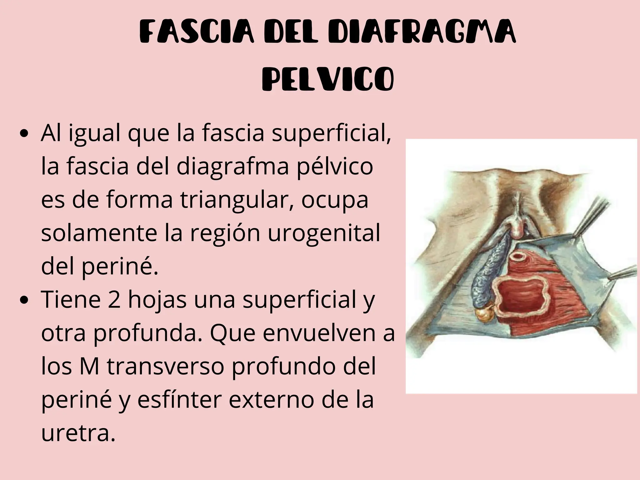 periné masculino 130909174450-.pdf.pdfpds | PDF