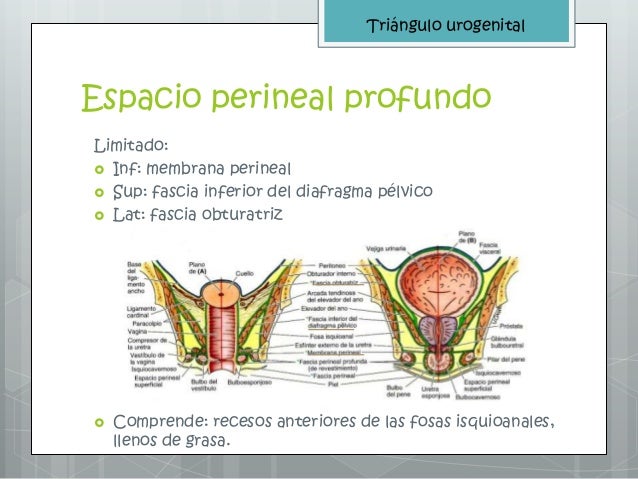 PERINE, NOMBRE: Noemy Karla Fernandez Patón GRUPO 1 - Coggle Diagram
