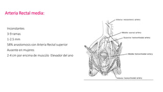 Anatomia Perinanal | PPTX