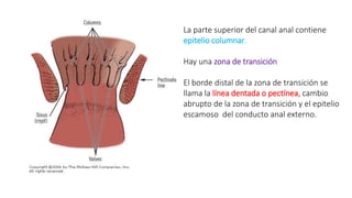 Anatomia Perinanal | PPT