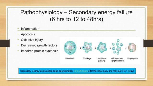 Perinatal Asphyxia in neonates with cause and management | PPT