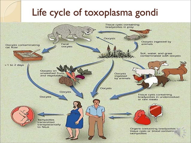 Perinatal infection tratment and complication | PPT