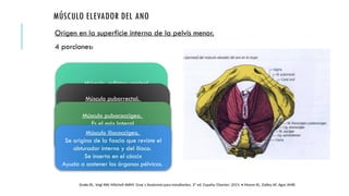 perine anatomia, musculatura, irrigacion e inervacion | PPTX
