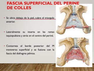 Anatomia del perine y funciones del mismo | PDF