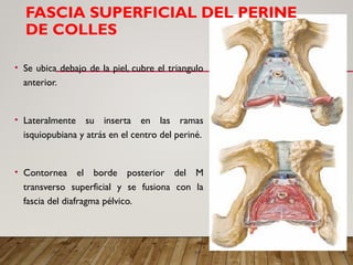 Anatomia del perine y sus partes que lo conforma.pptx