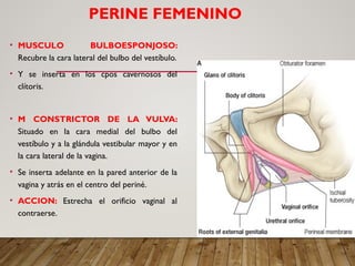 Anatomia del perine y sus partes que lo conforma.pptx