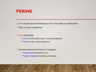 Anatomia del perine y sus partes que lo conforma.pptx