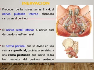 Anatomia del perine y sus partes que lo conforma.pptx