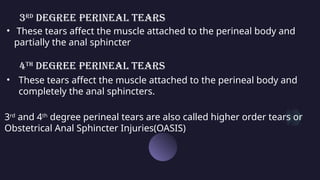 PERINEAL BODY PPT ANATOMY MBBS 1ST YEAR | PPTX