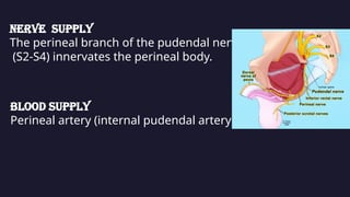 PERINEAL BODY PPT ANATOMY MBBS 1ST YEAR | PPTX