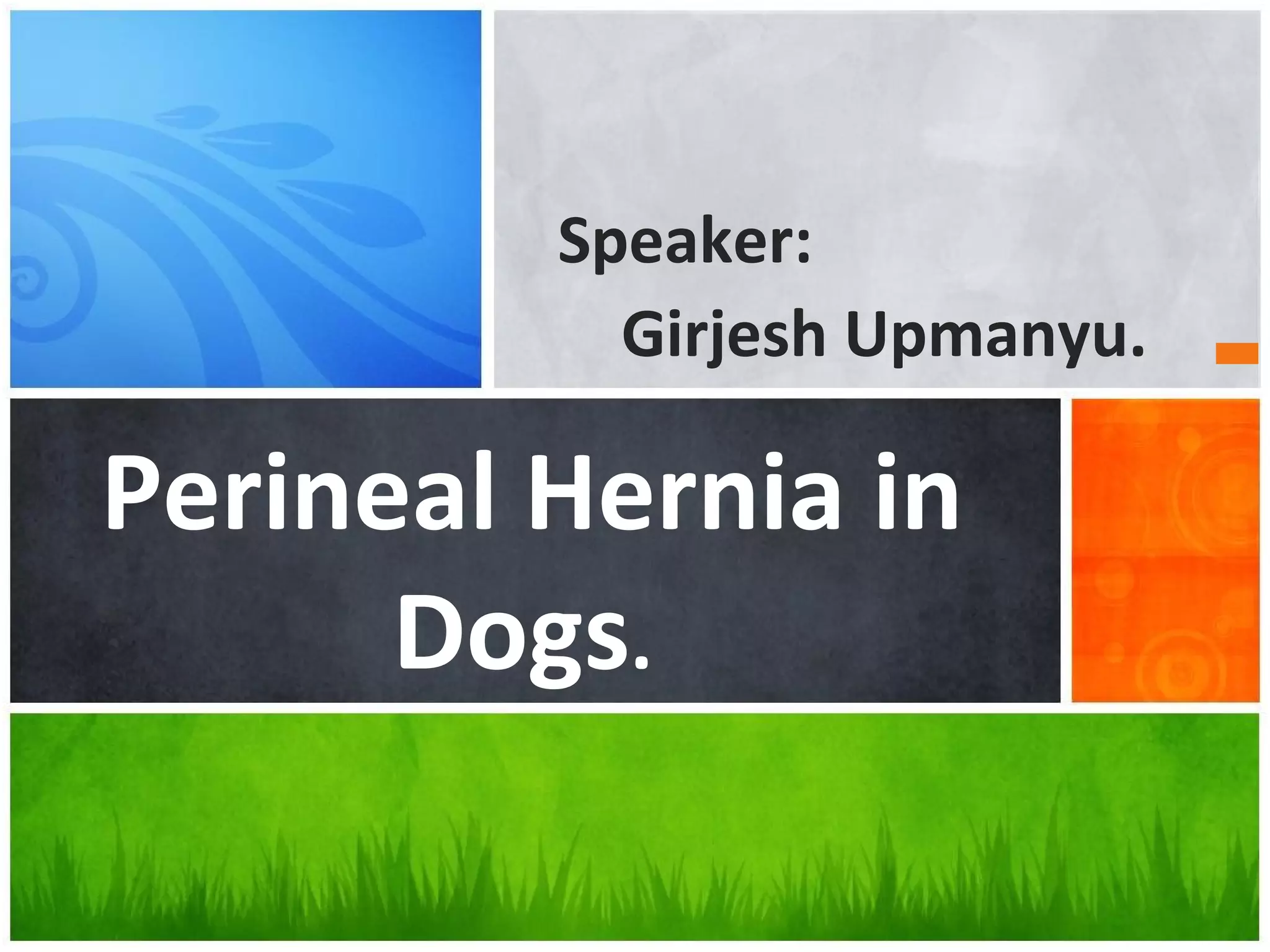 Perineal hernia in dogs | PPT | Digestive Disorders | Diseases and ...