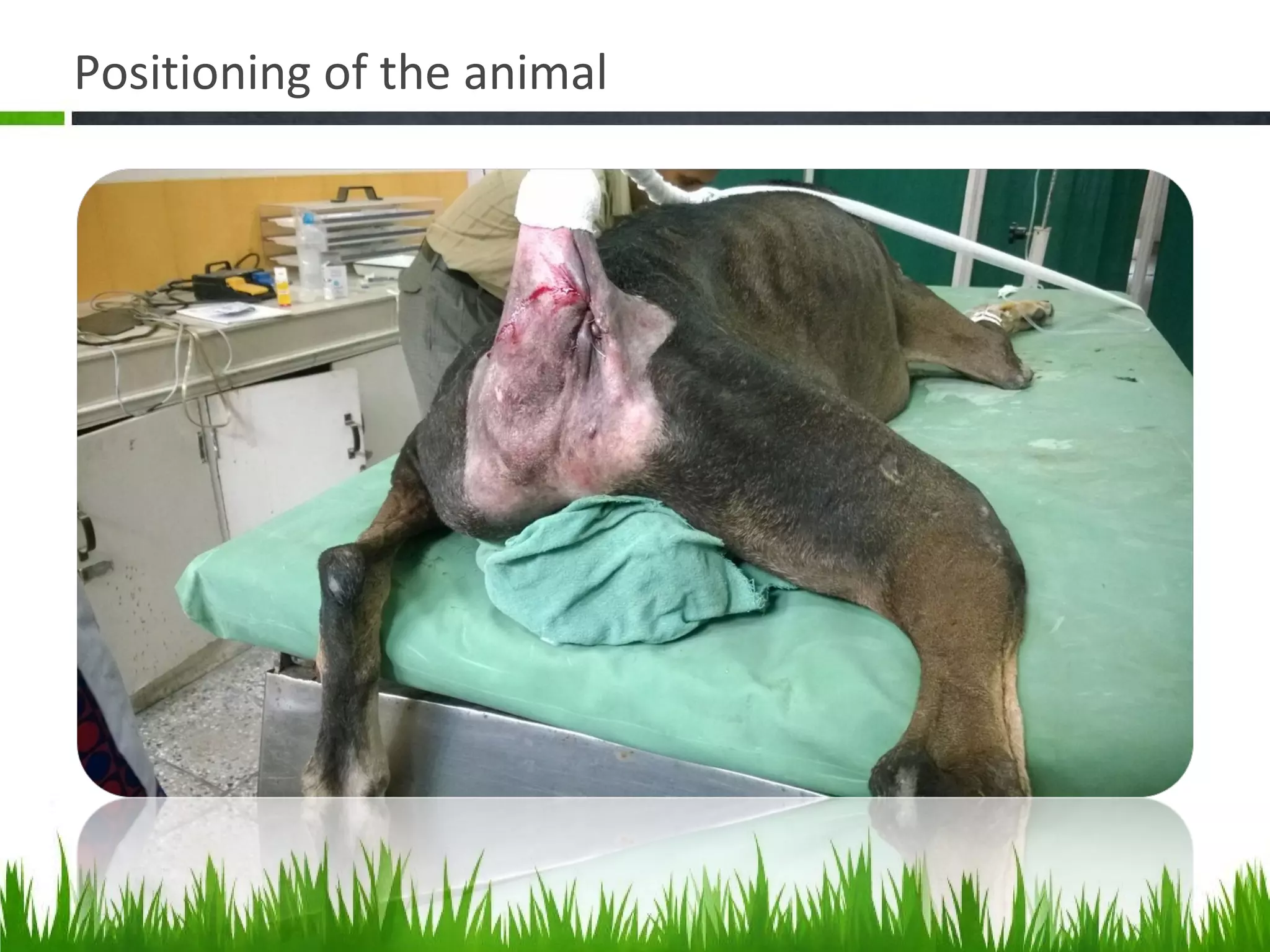 Perineal hernia in dogs | PPT