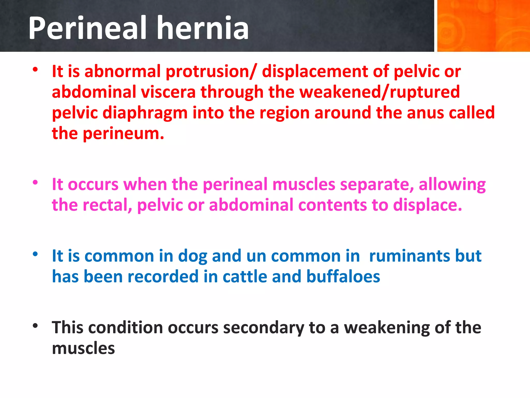 Perineal hernia in dogs | PPT | Digestive Disorders | Diseases and ...