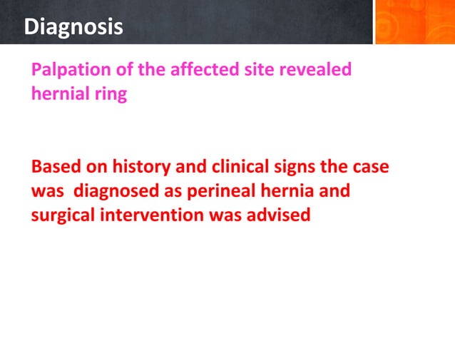 Perineal hernia in dogs | PPT | Digestive Disorders | Diseases and ...