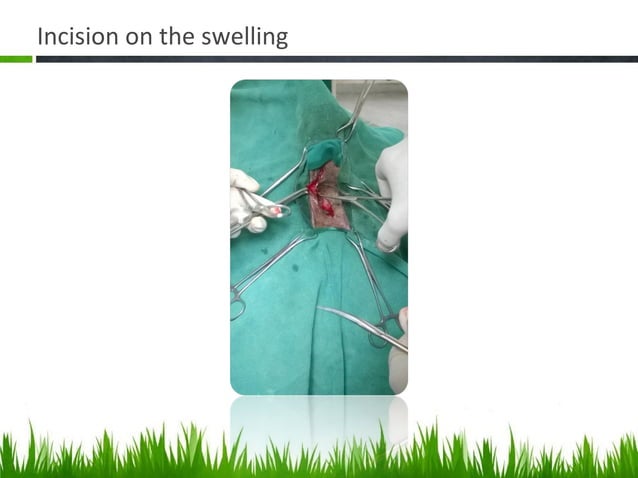 Perineal hernia in dogs | PPT | Digestive Disorders | Diseases and ...