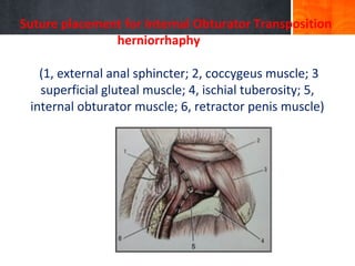 What Is A Perineal Hernia In Dogs