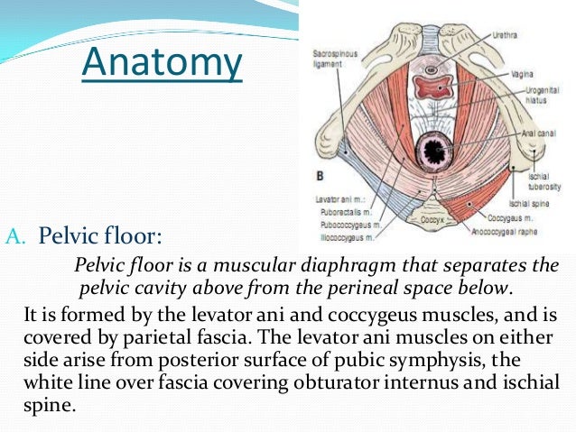Introitus Female Anatomy