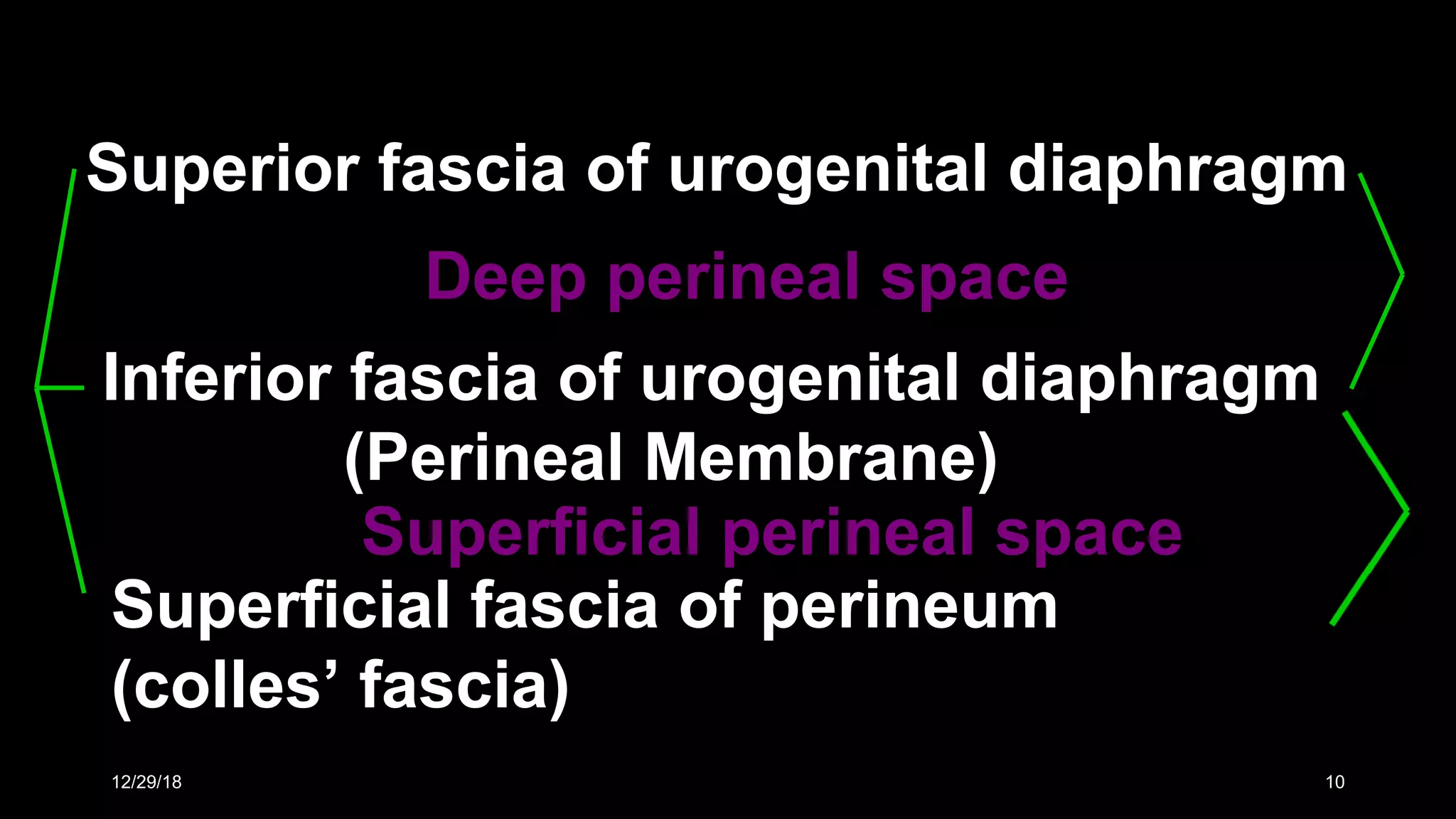 Perineal pouches & urogenital diaphragm | PPT