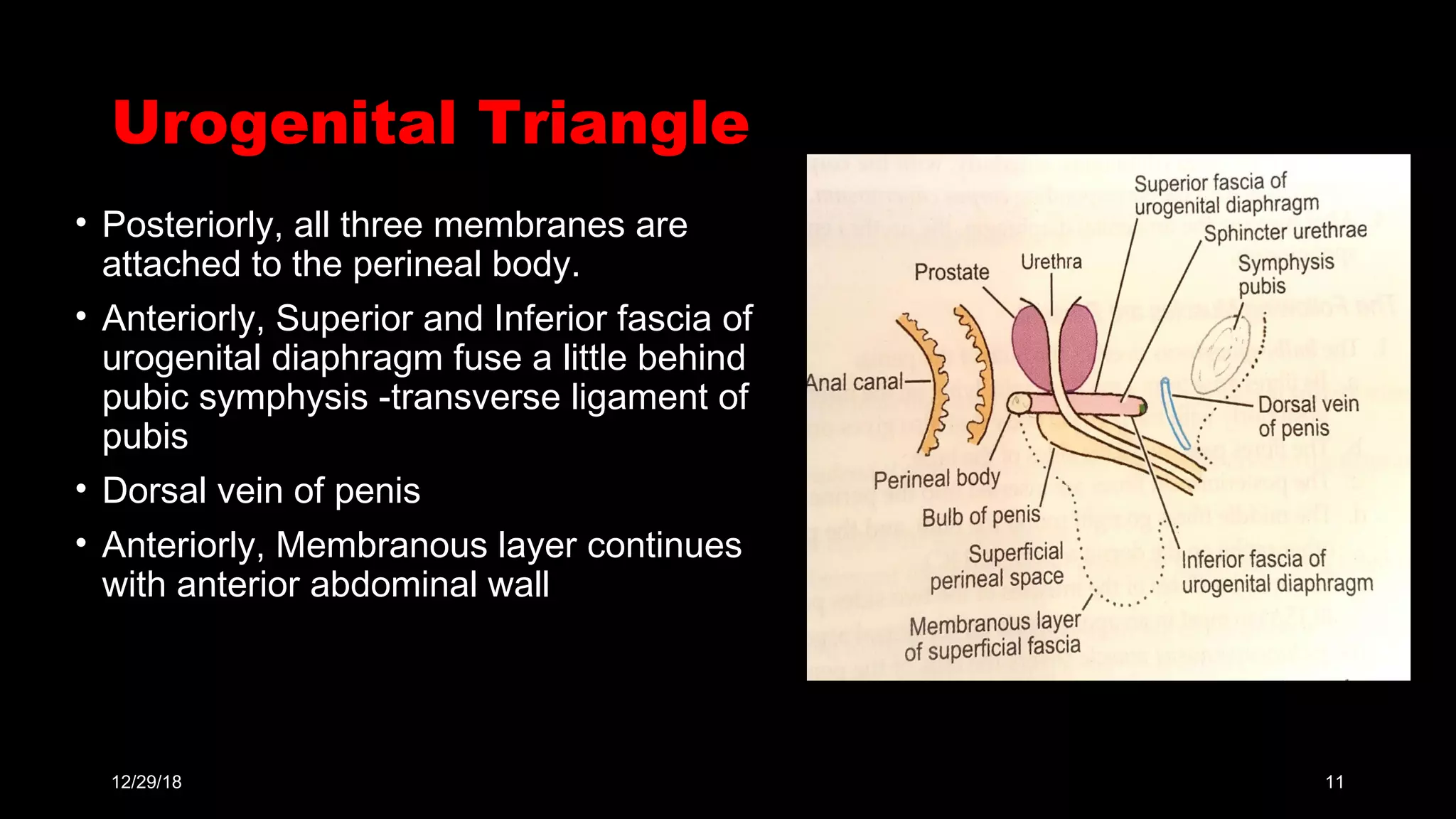 Perineal pouches & urogenital diaphragm | PPT