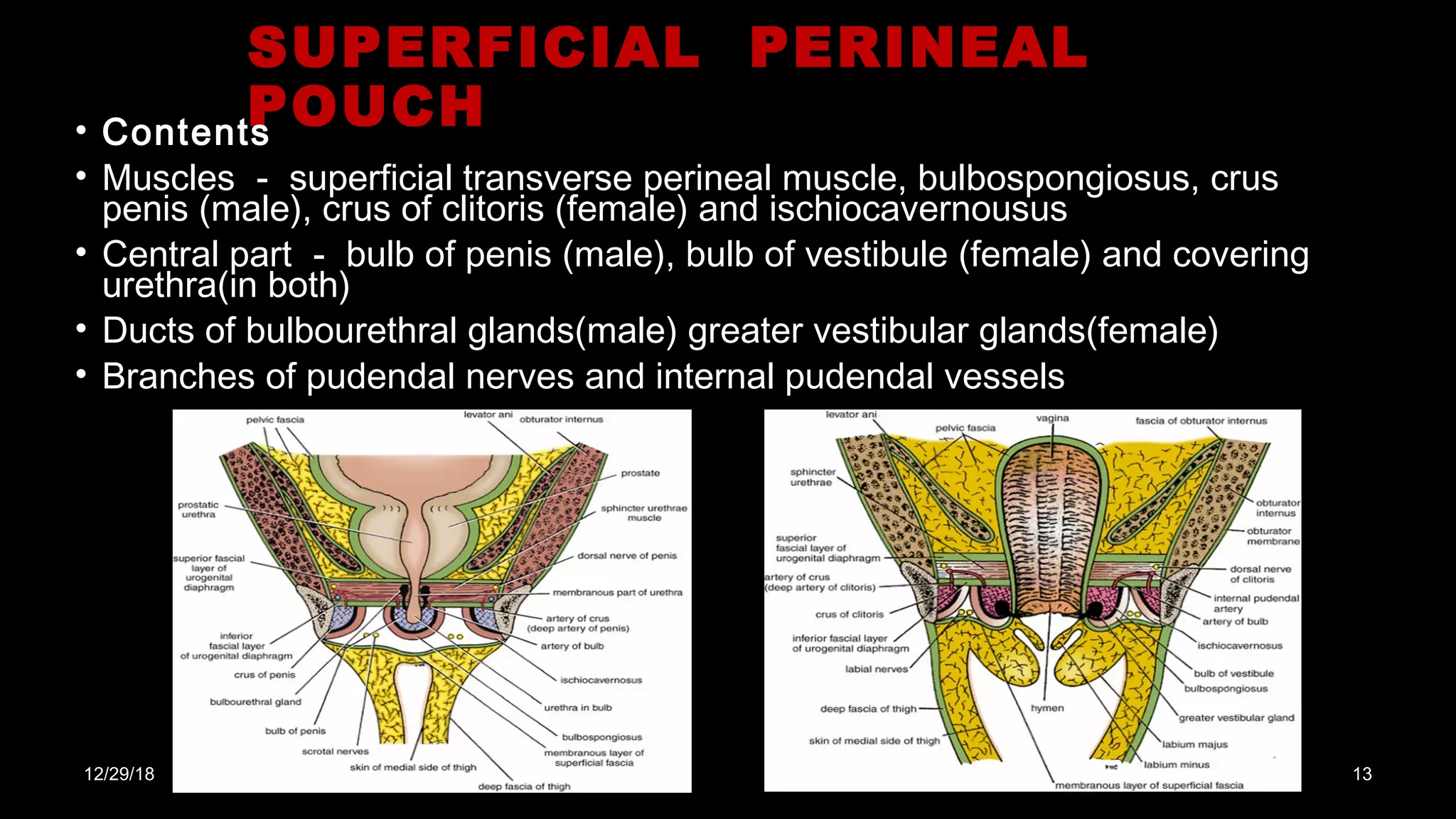 Perineal pouches & urogenital diaphragm | PPT