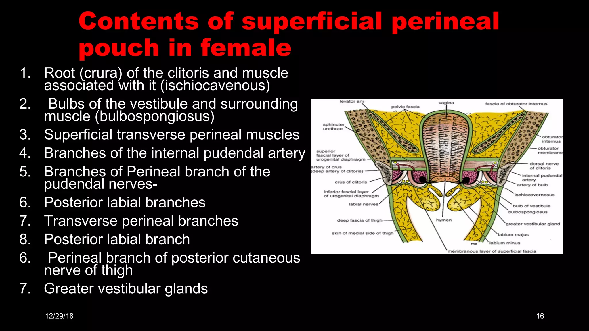Perineal pouches & urogenital diaphragm | PPT