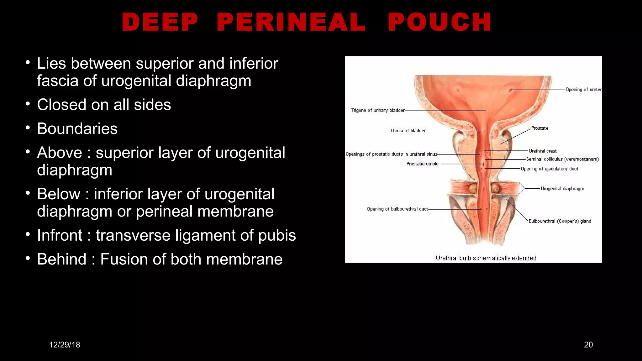 Perineal pouches & urogenital diaphragm | PPT