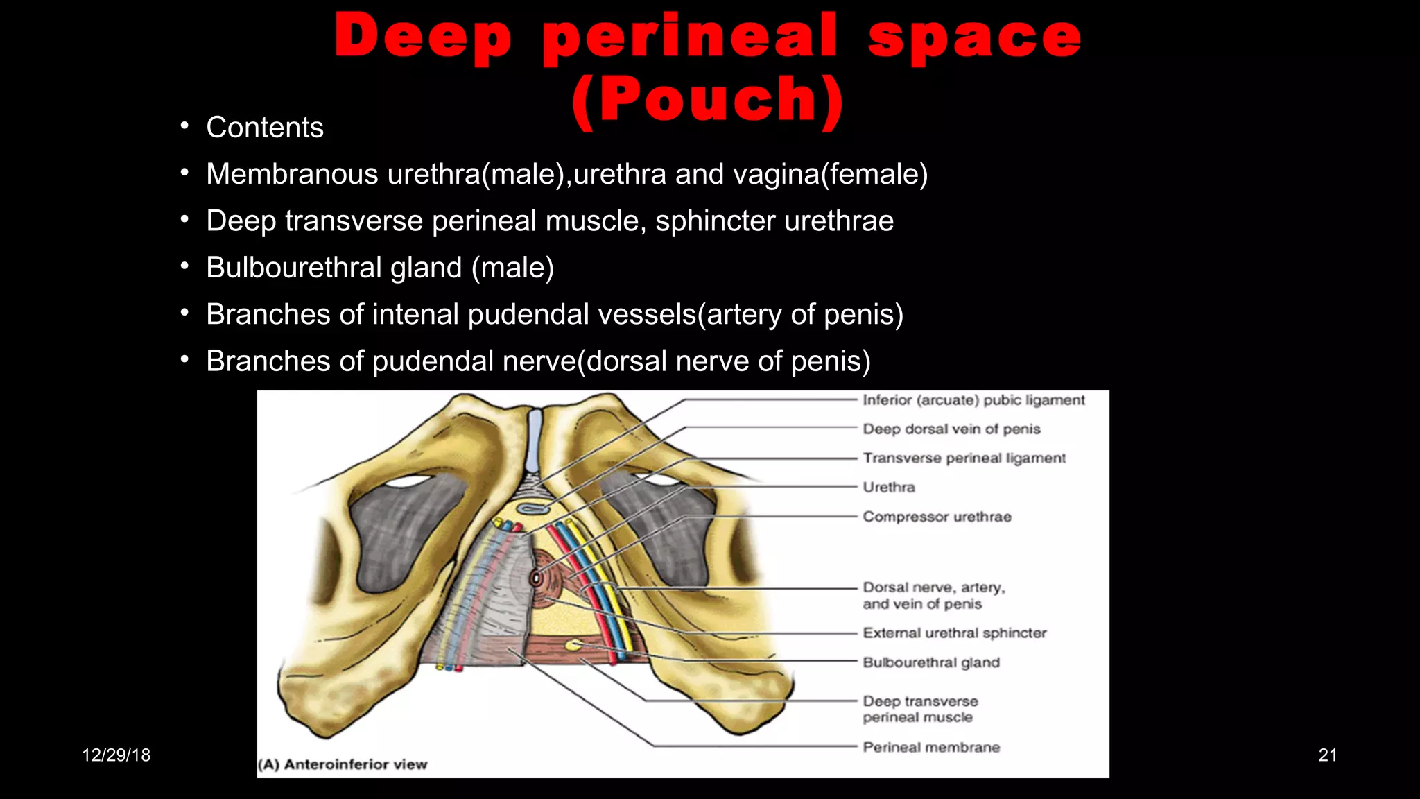 Perineal pouches & urogenital diaphragm | PPT