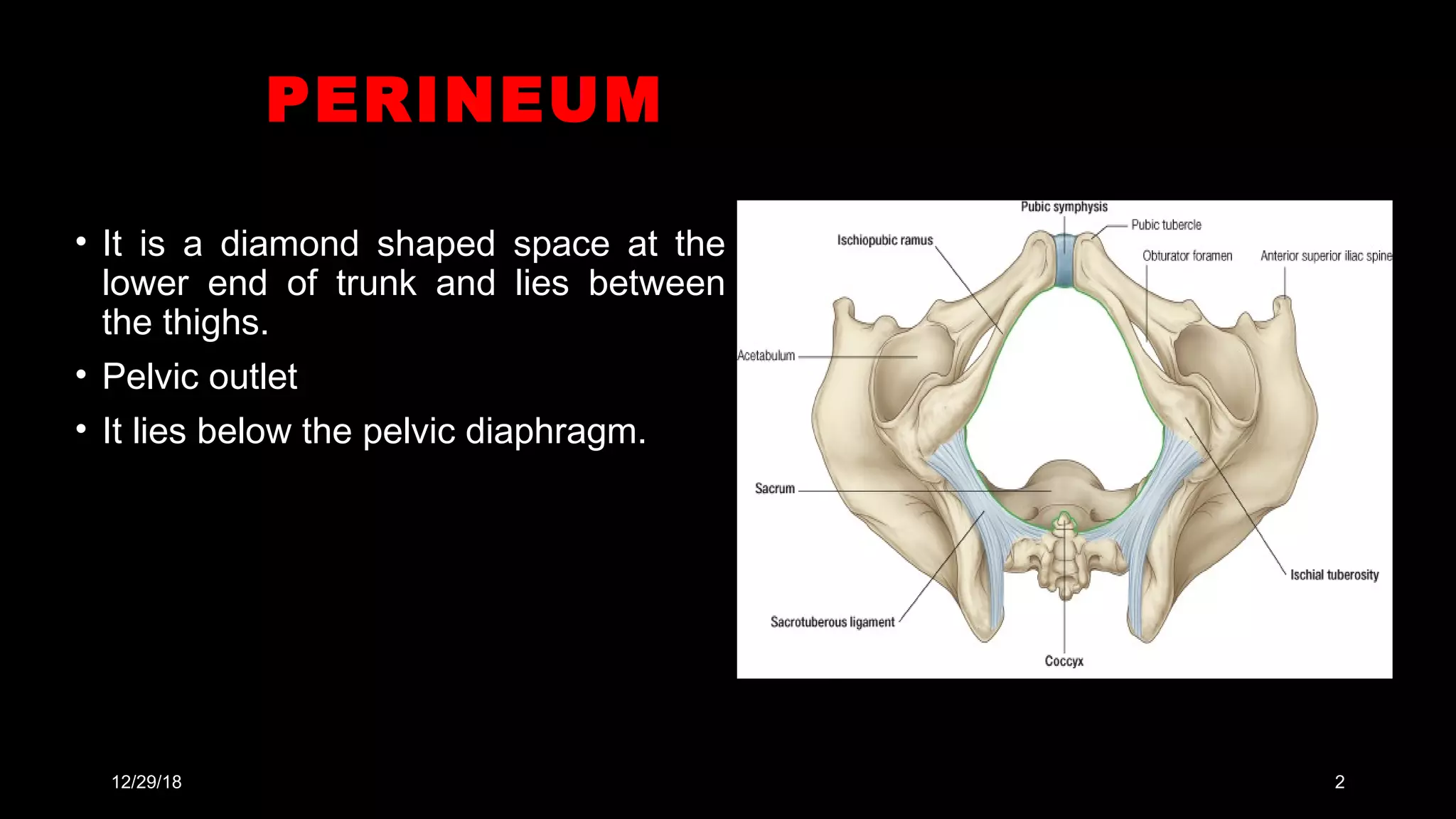 Perineal pouches & urogenital diaphragm | PPT