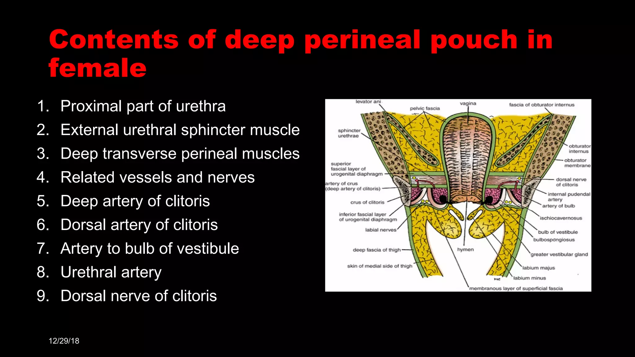 Perineal pouches & urogenital diaphragm | PPT